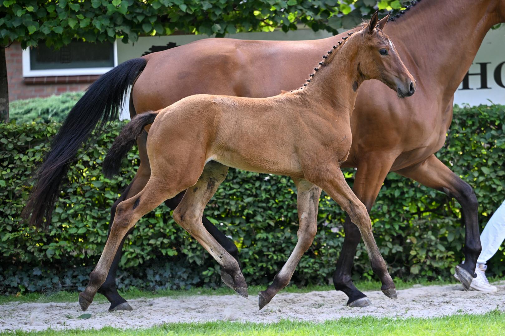 Team Nijhof Market | Verabria