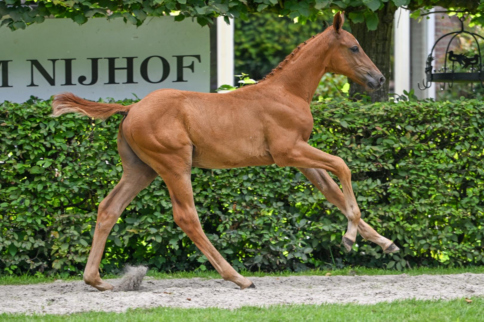 Team Nijhof Market | Vince D