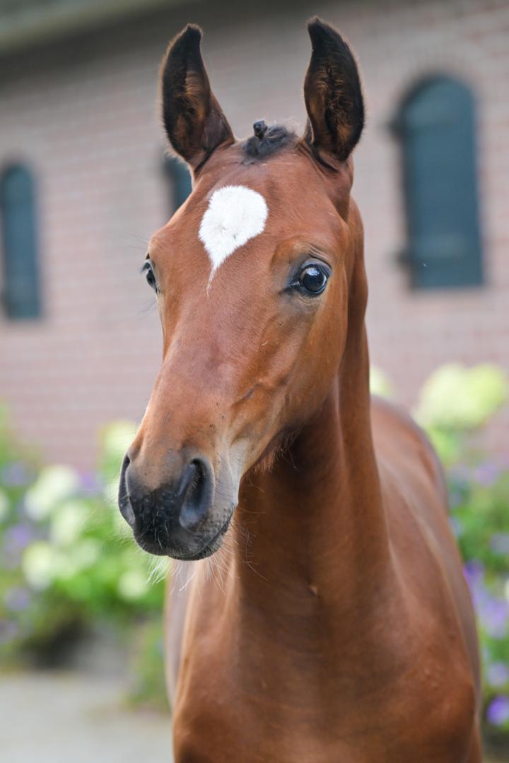 Team Nijhof Market | Vortex