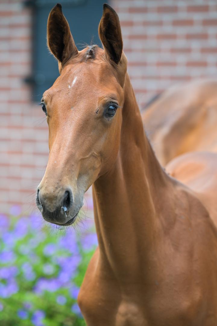 Team Nijhof Market | Volbeat