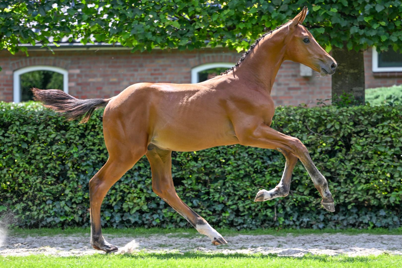 Team Nijhof Market | Volbeat